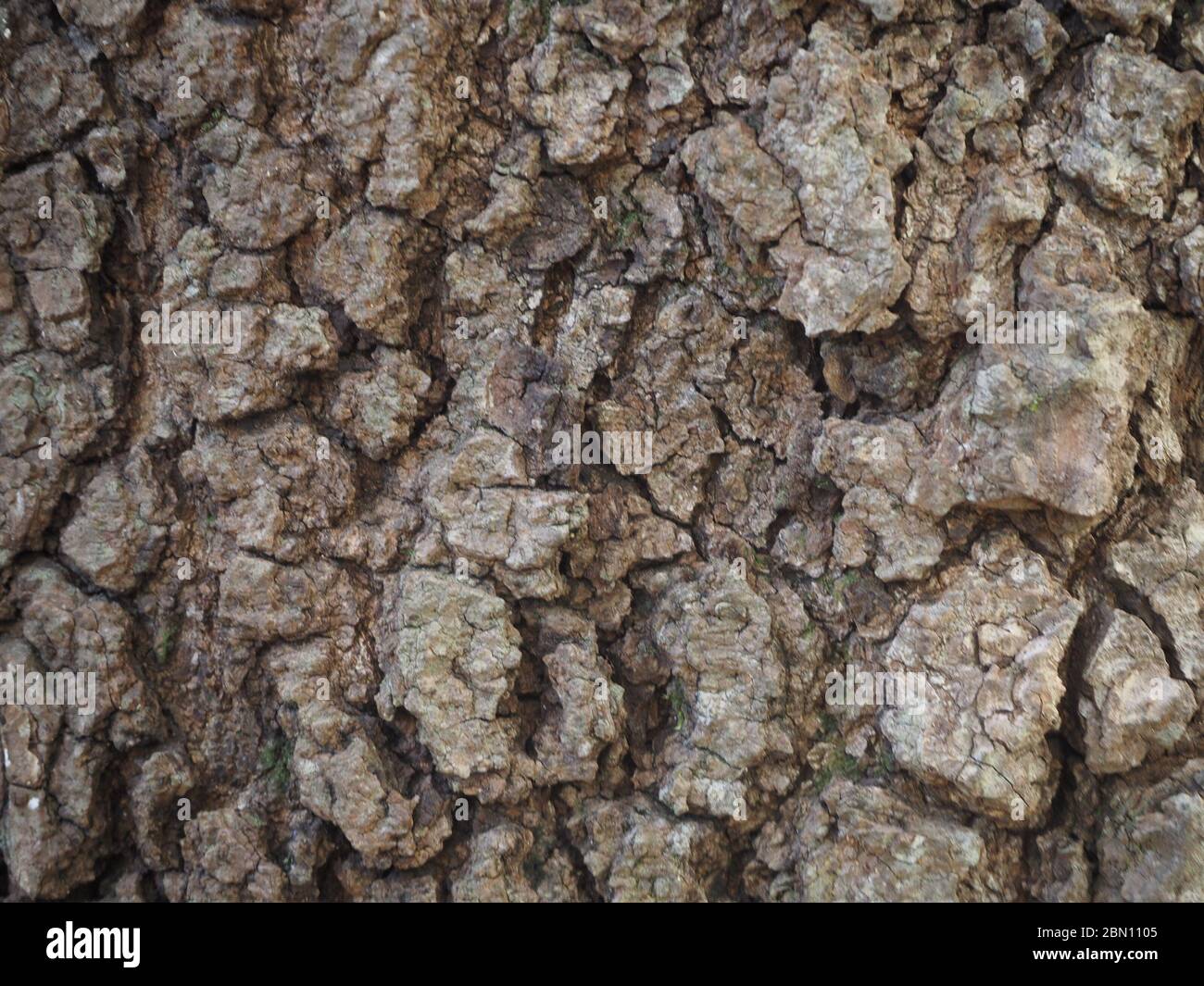 Scopri l'albero immagini e fotografie stock ad alta risoluzione - Alamy