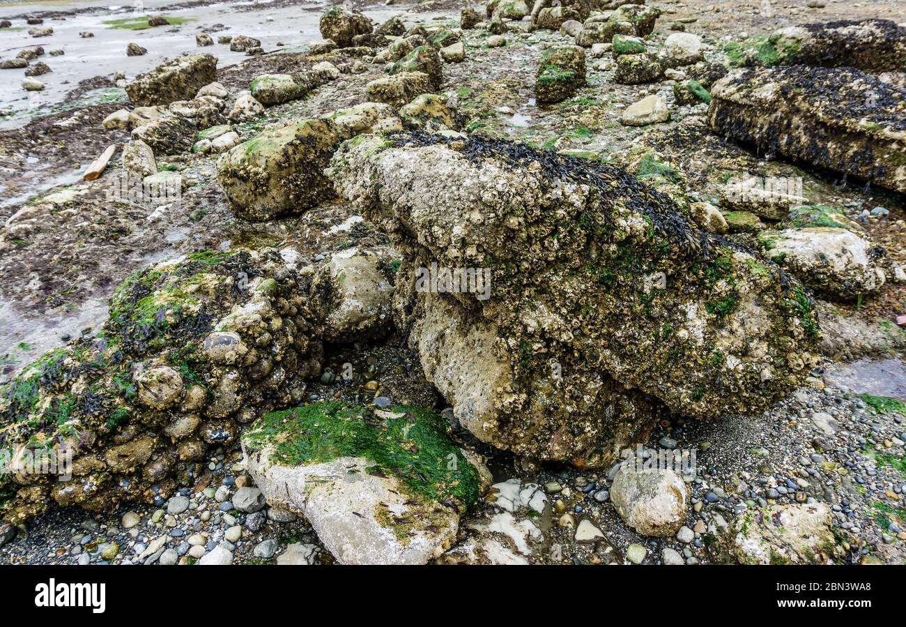 Letto roccioso vedere con la bassa marea immagini e fotografie stock ad ...