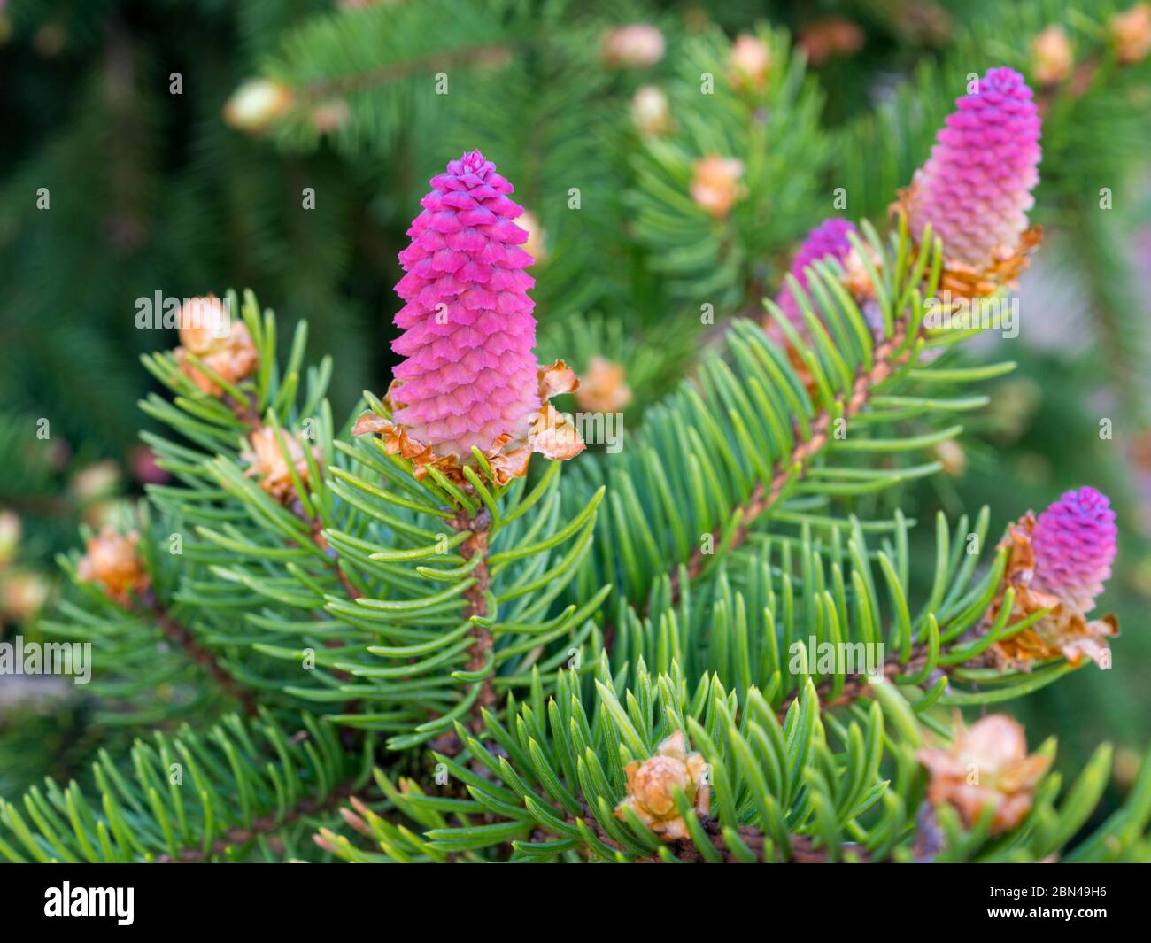 Acrocon di abete rosso immagini e fotografie stock ad alta risoluzione ...