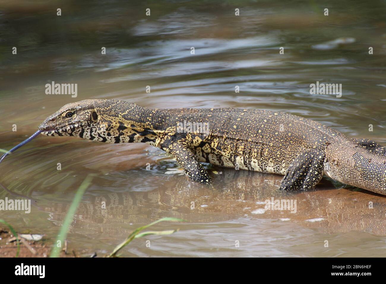 Rettili africani immagini e fotografie stock ad alta risoluzione - Alamy