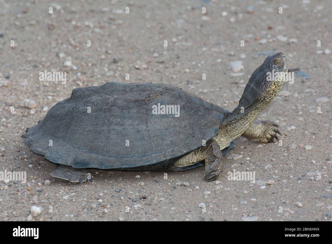 Rettili africani immagini e fotografie stock ad alta risoluzione - Alamy