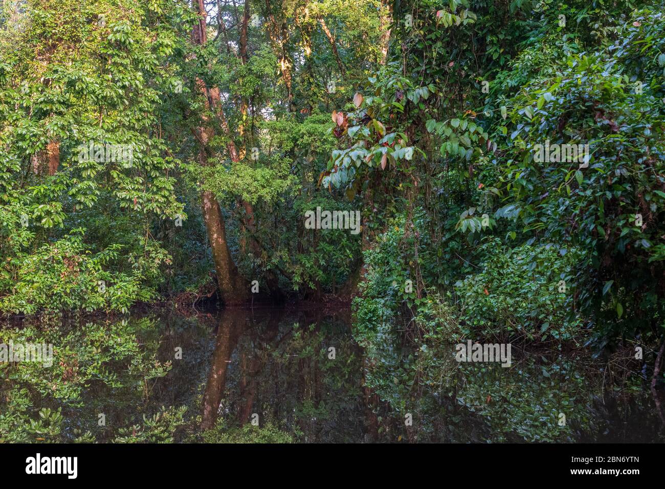 Costa rica giungla river immagini e fotografie stock ad alta ...