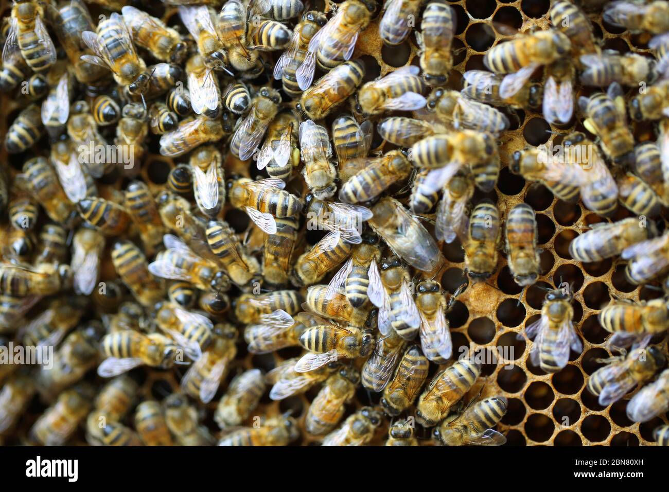 Api operaie immagini e fotografie stock ad alta risoluzione - Alamy