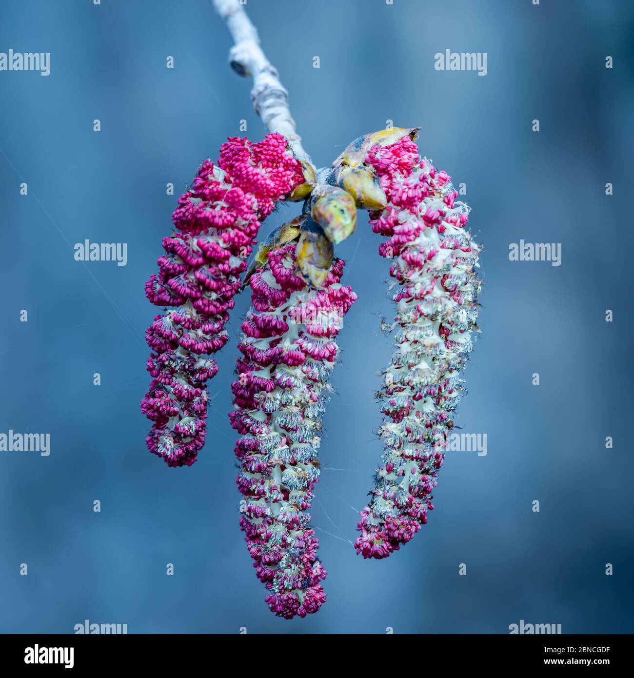 Polline di pioppo immagini e fotografie stock ad alta risoluzione - Alamy