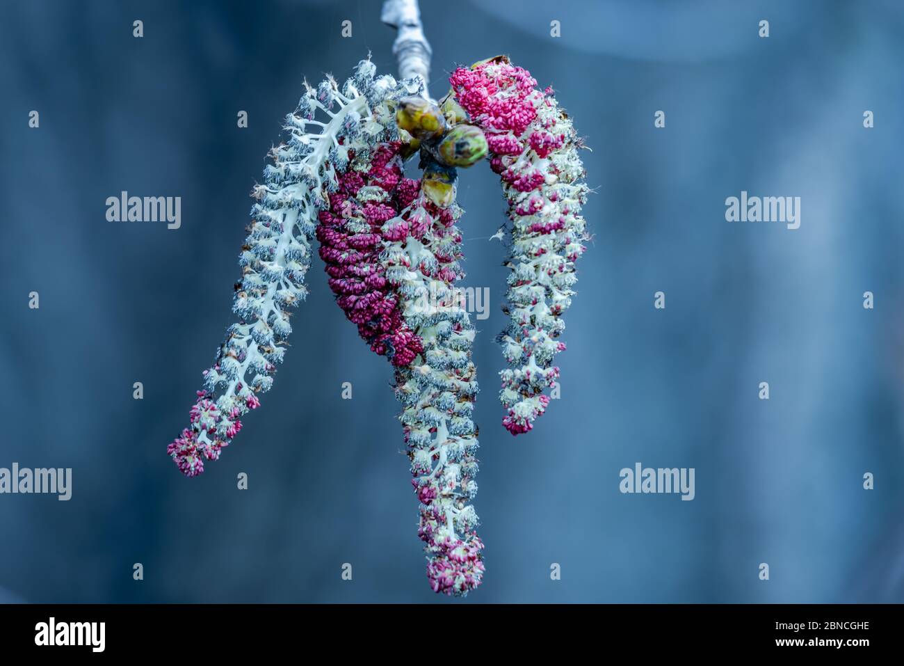 Polline di pioppo immagini e fotografie stock ad alta risoluzione - Alamy