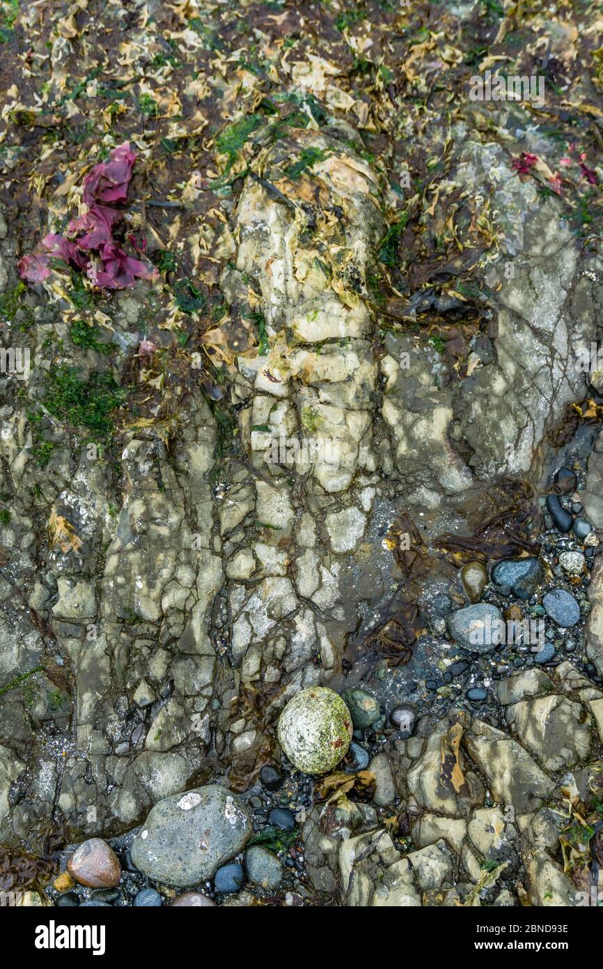 Letto roccioso vedere con la bassa marea immagini e fotografie stock ad ...