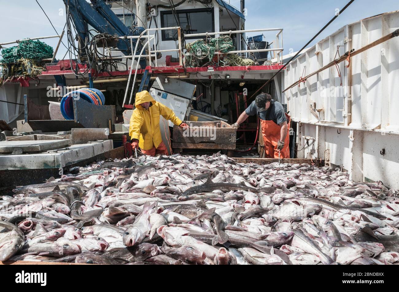Pesca del pollock immagini e fotografie stock ad alta risoluzione - Alamy