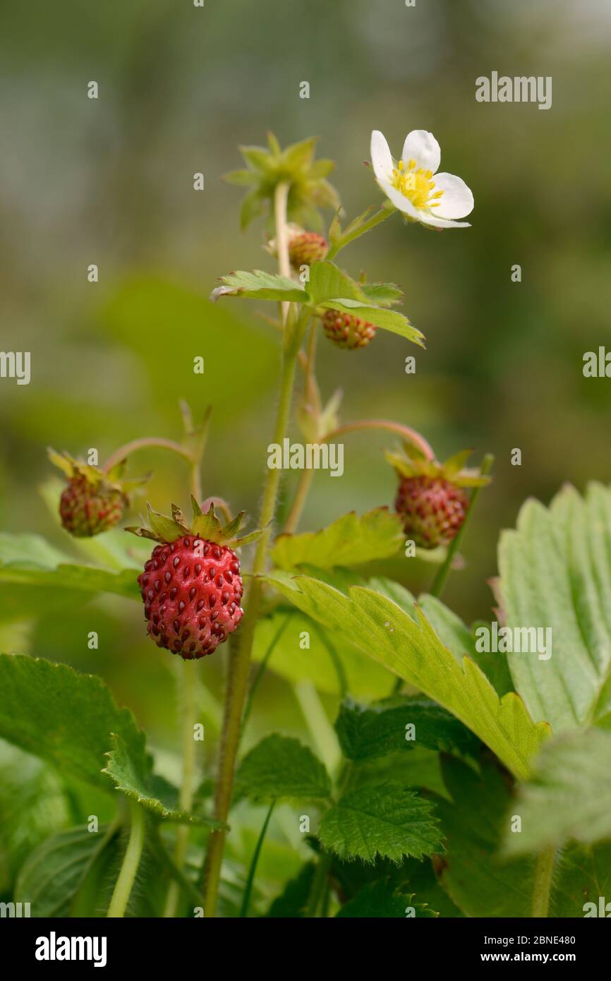 Fragaria chinensis immagini e fotografie stock ad alta risoluzione - Alamy