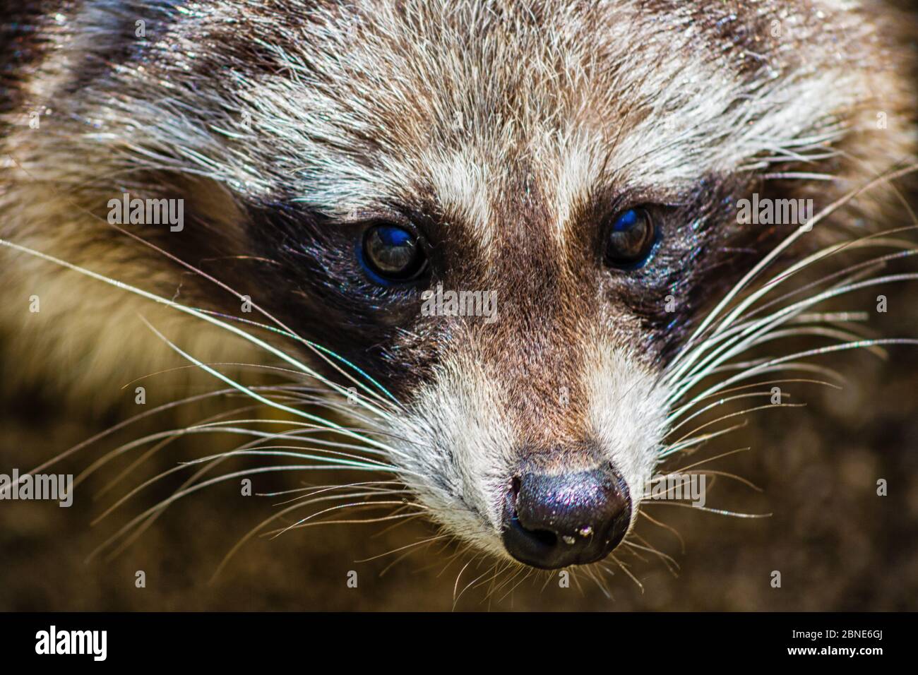 Procione cartone animato immagini e fotografie stock ad alta ...