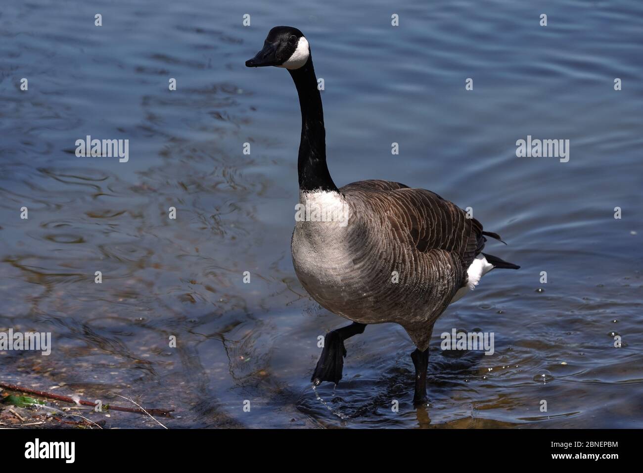 Piedi palmati neri in acqua immagini e fotografie stock ad alta ...