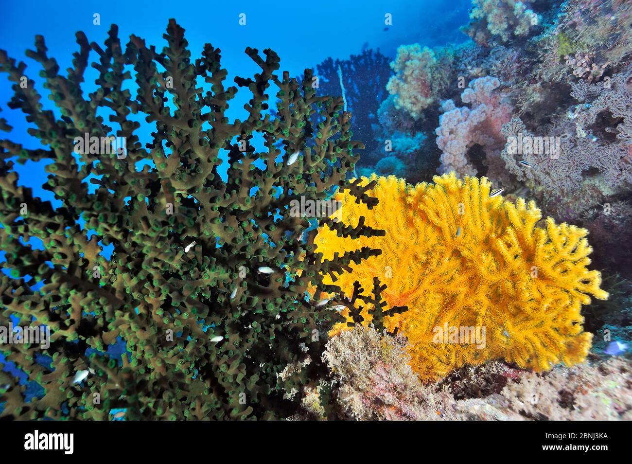 Un corallo con coralli molli (Dendronephthya sp), marinai o gorgoniani ...