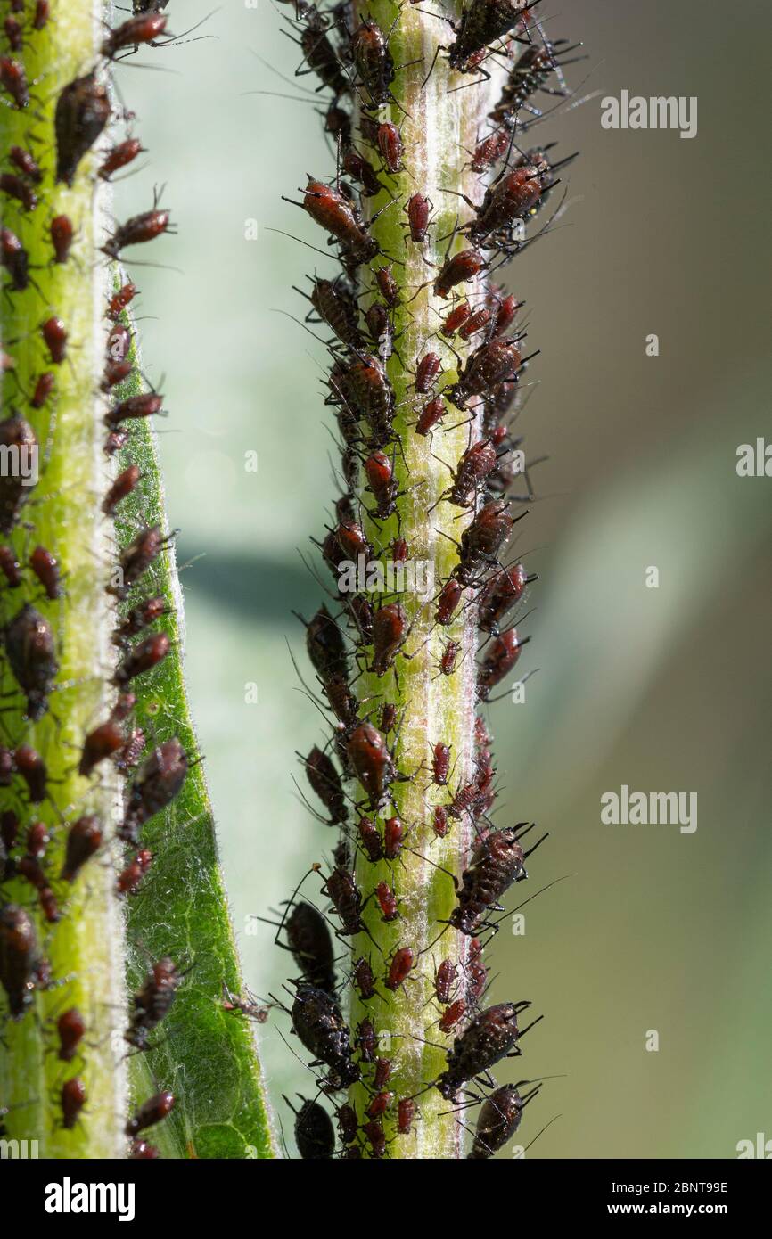 Pianta degli afidi immagini e fotografie stock ad alta risoluzione - Alamy