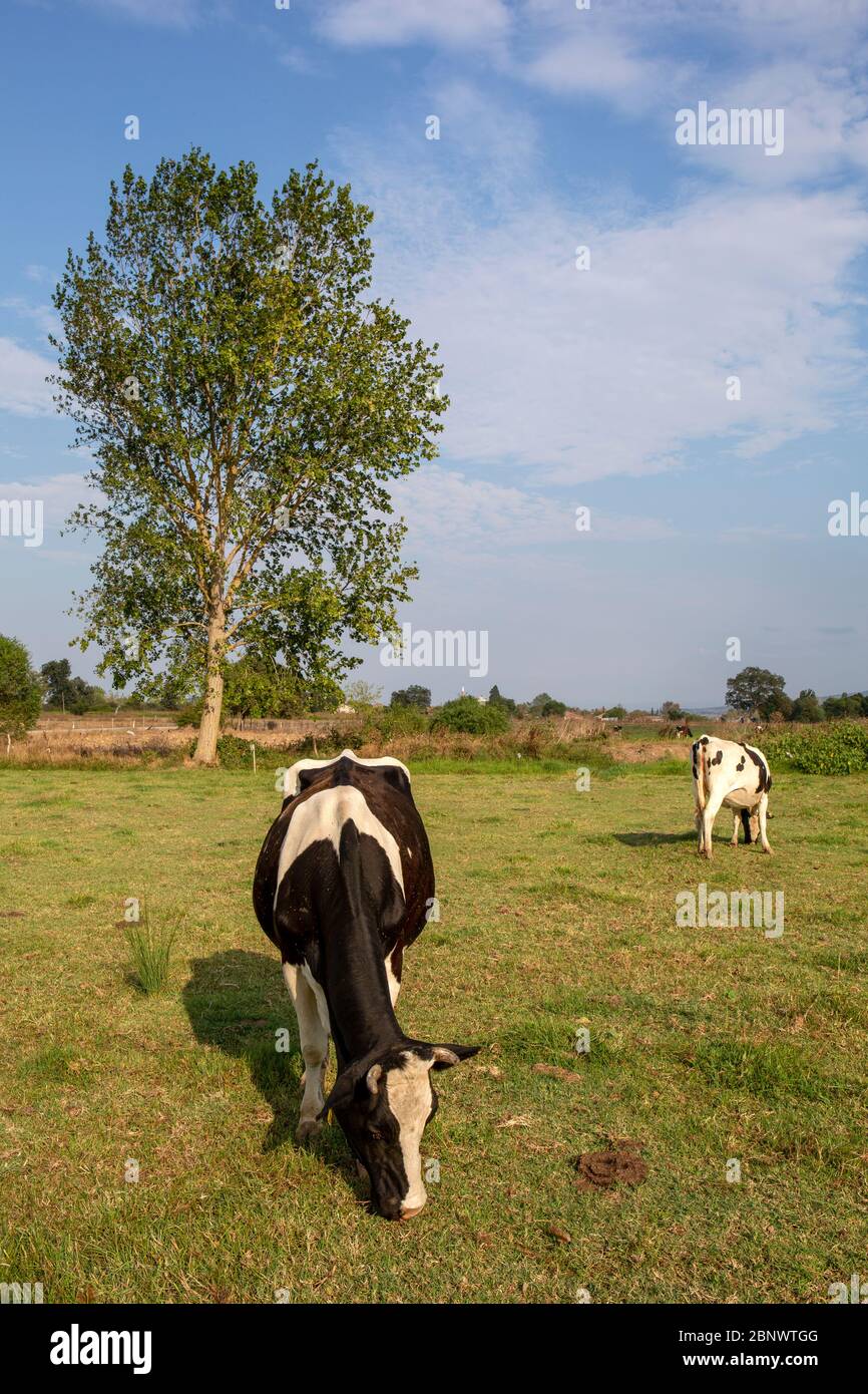 Mucche al pascolo nel prato immagini e fotografie stock ad alta ...