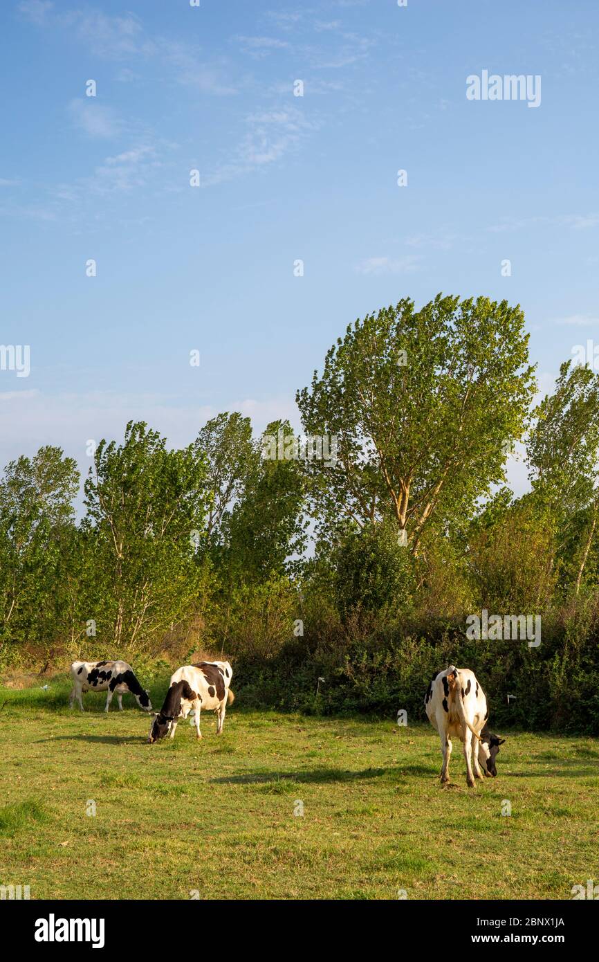 Mucche al pascolo nel prato immagini e fotografie stock ad alta ...