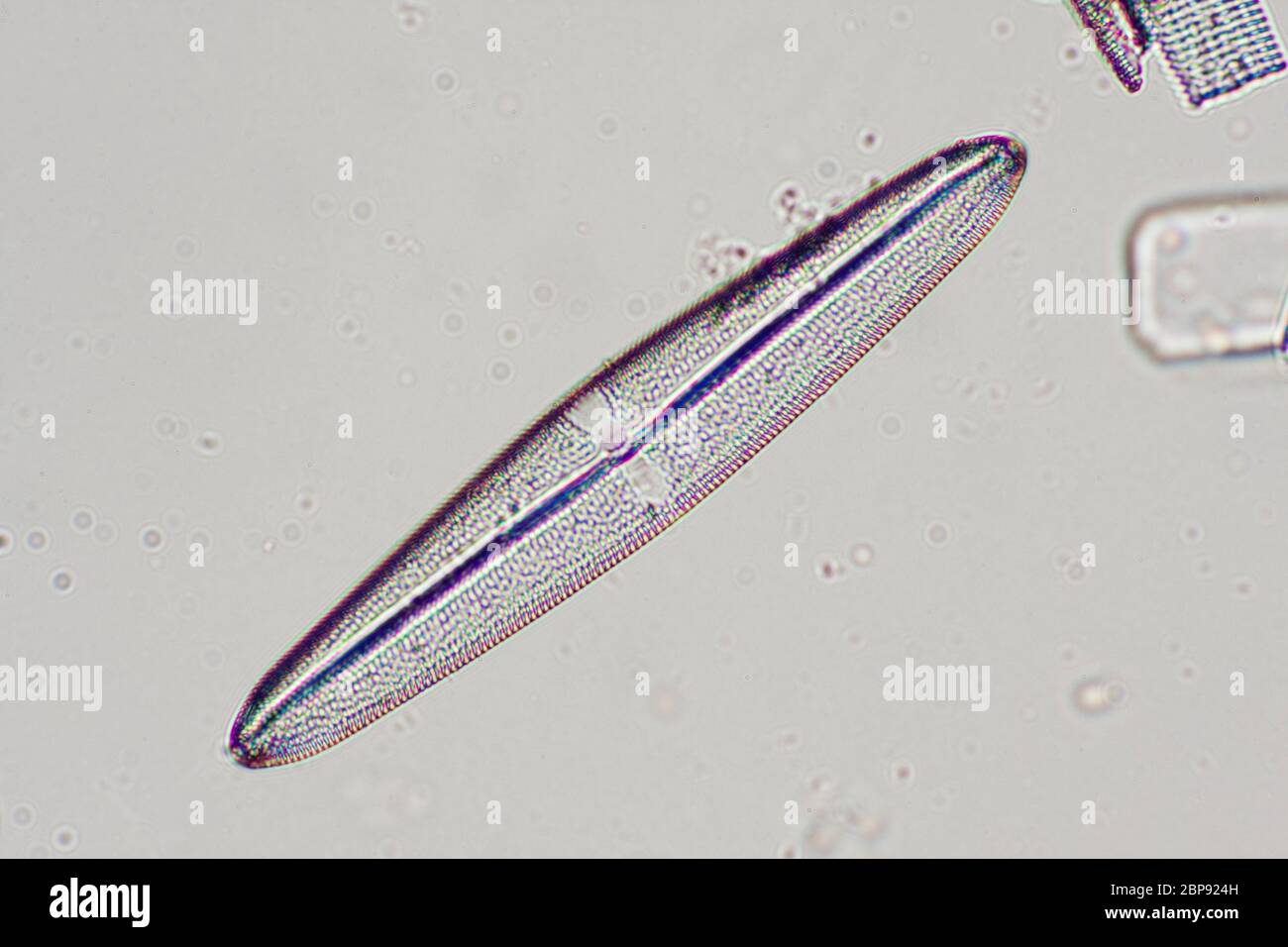 Guscio di silice di diatomee immagini e fotografie stock ad alta ...