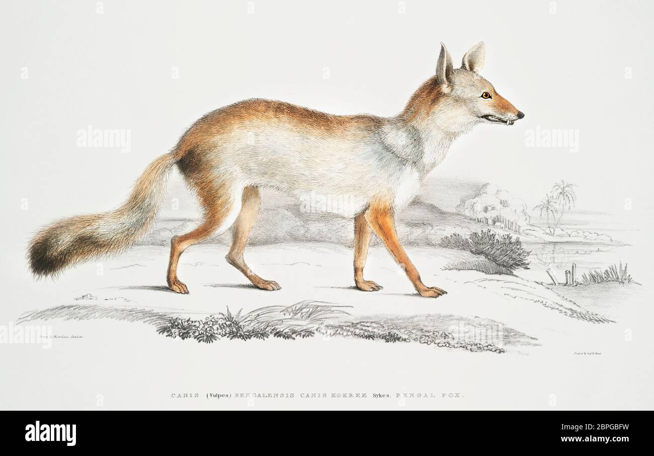 Bengala Volpe Bengalensis Immagini e Fotos Stock - Alamy