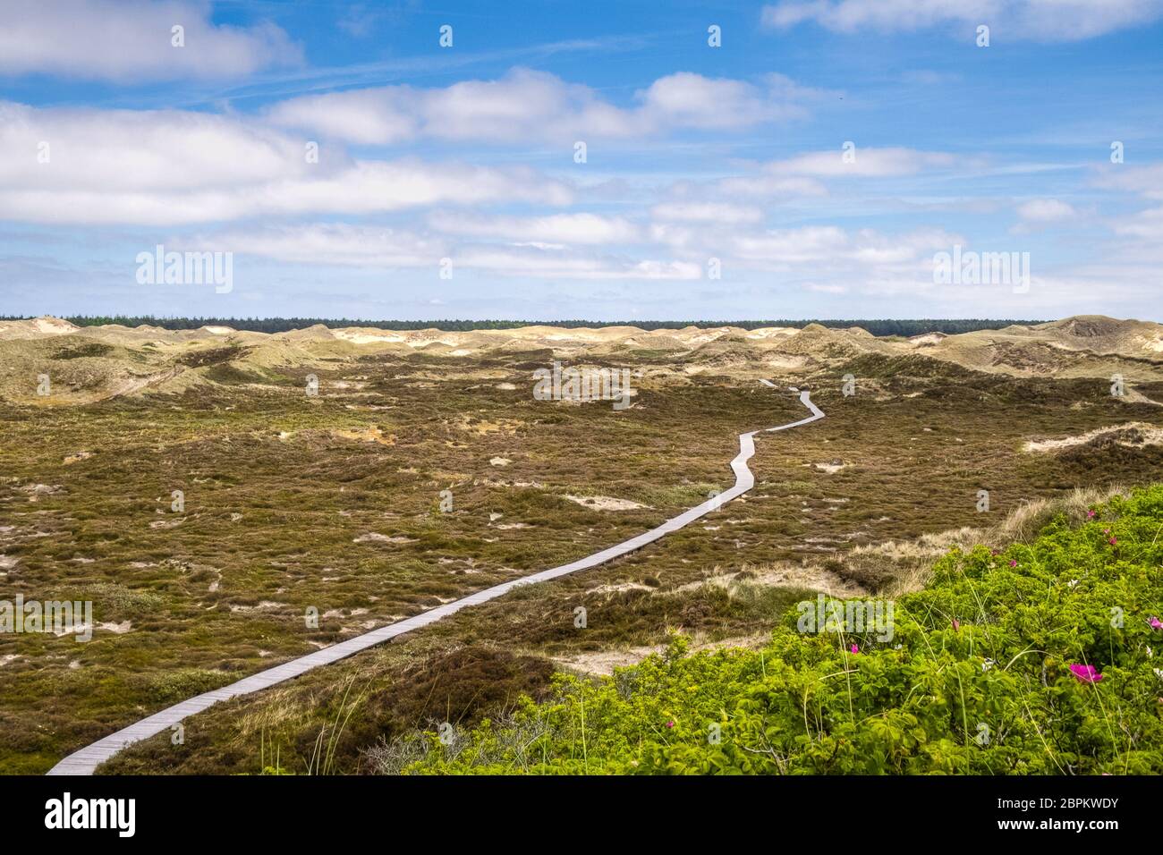 Isola frisone settentrionale amrum immagini e fotografie stock ad alta ...