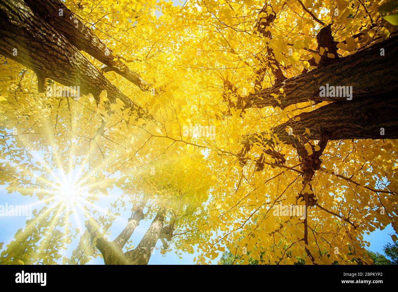 Famiglia ginkgoaceae immagini e fotografie stock ad alta risoluzione ...