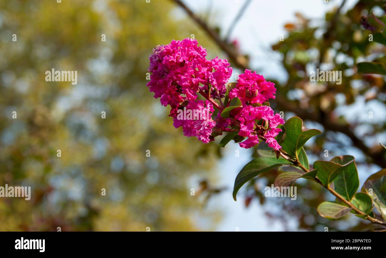 Lagerstroemia faurei immagini e fotografie stock ad alta risoluzione ...