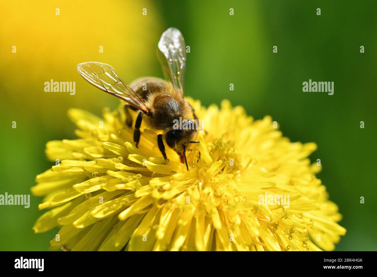 Ape Operaia Immagini e Fotos Stock - Alamy