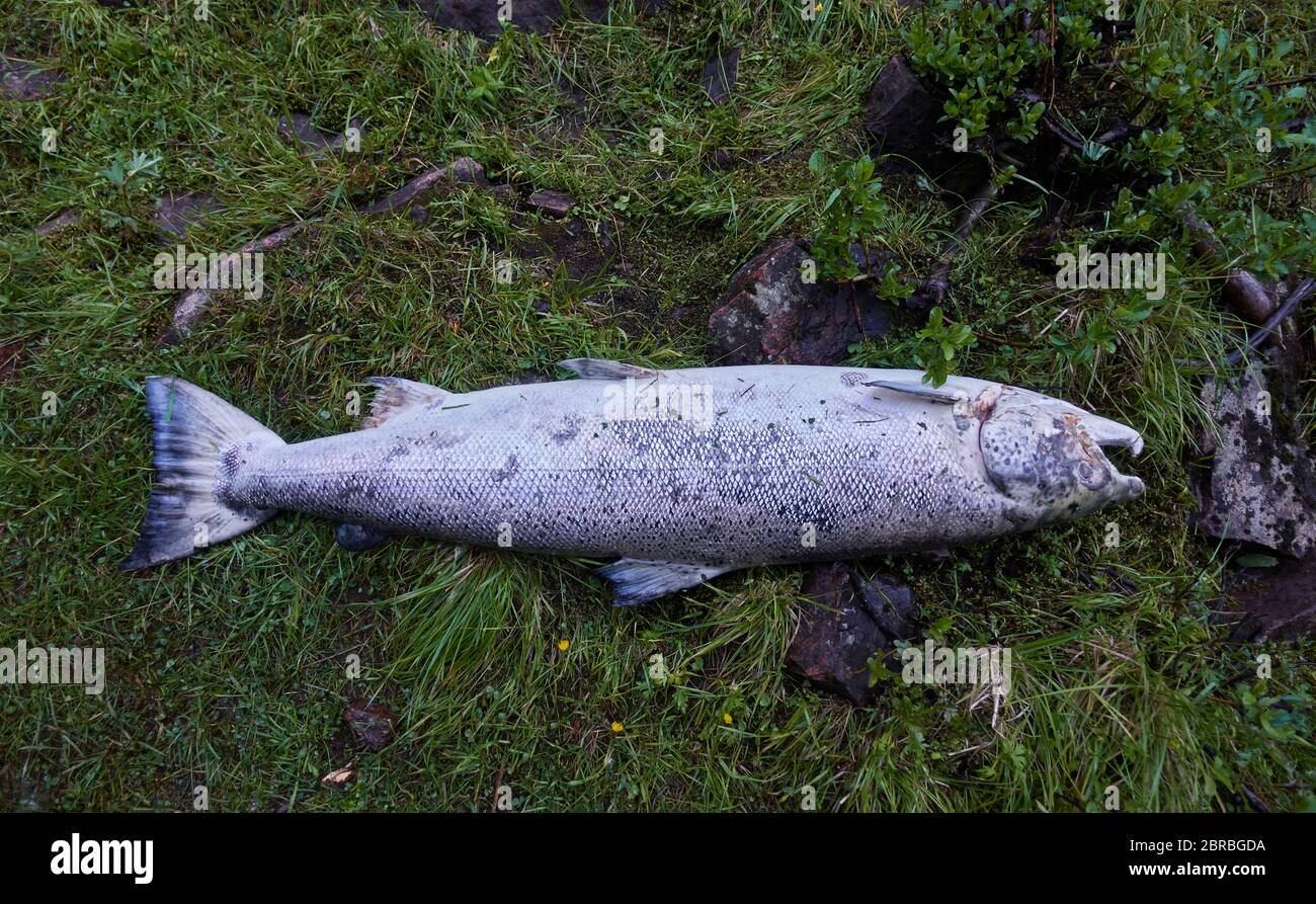 Torne river immagini e fotografie stock ad alta risoluzione - Alamy