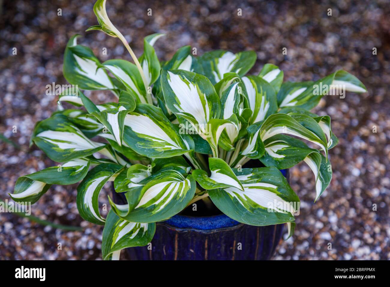 Pianta di hosta variegata immagini e fotografie stock ad alta ...