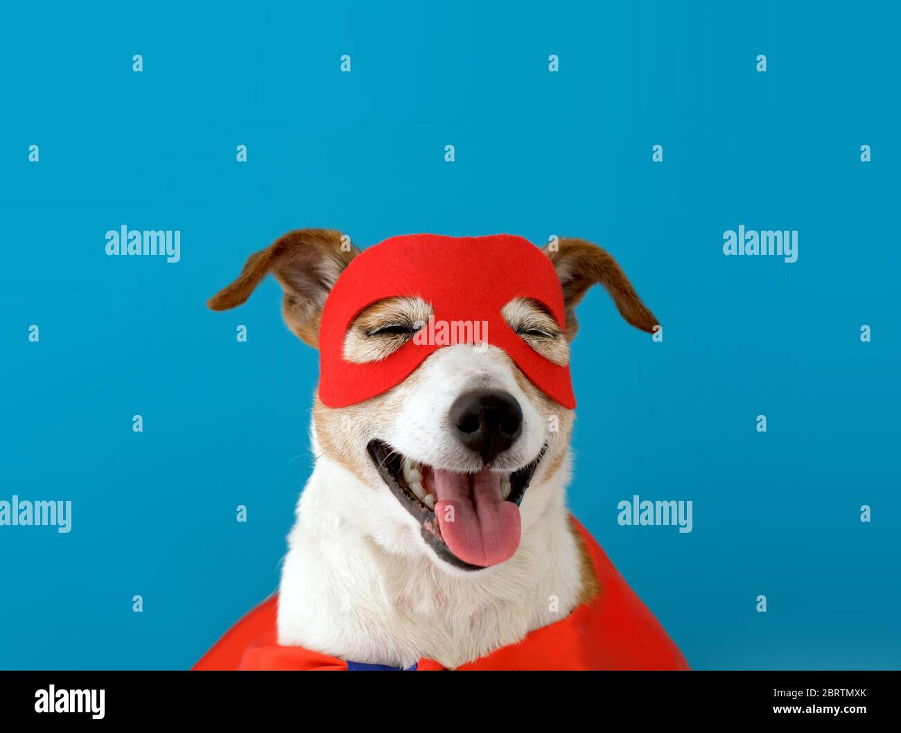 Superhero dog immagini e fotografie stock ad alta risoluzione - Alamy