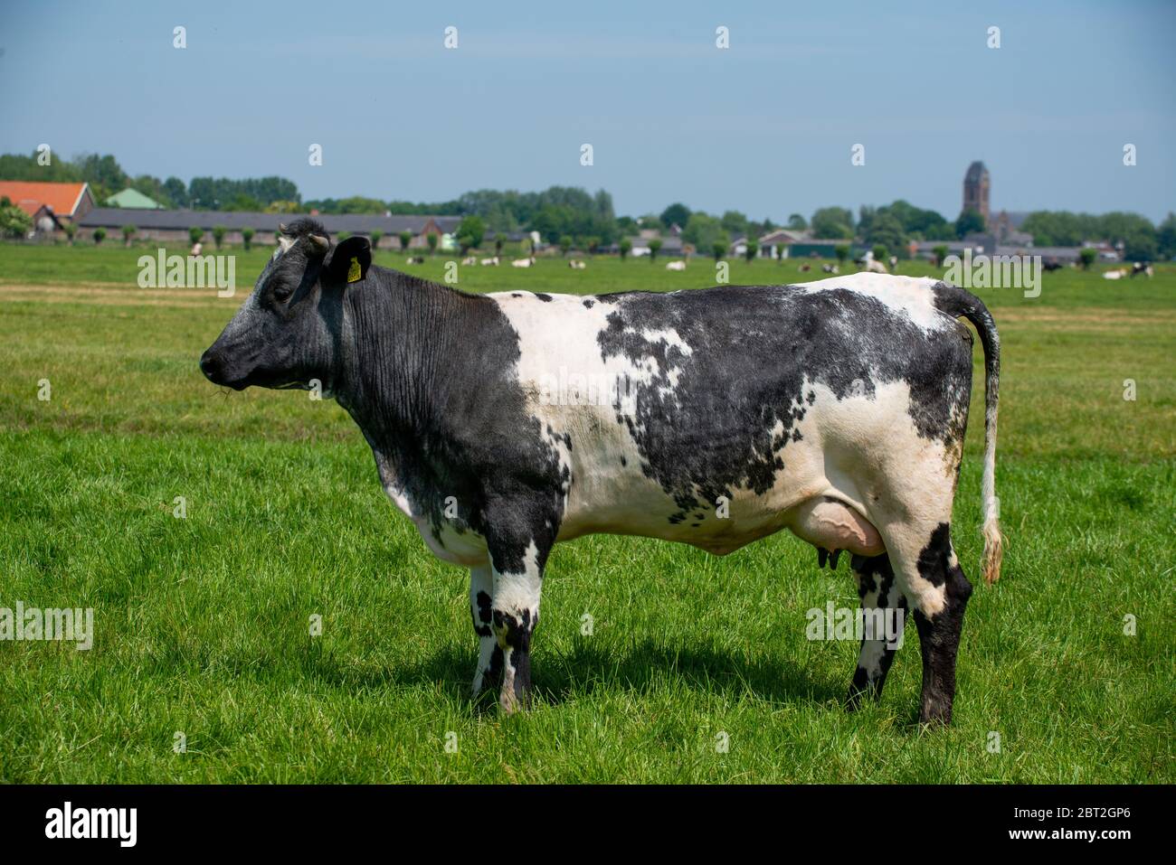 Mammella di mucca immagini e fotografie stock ad alta risoluzione - Alamy