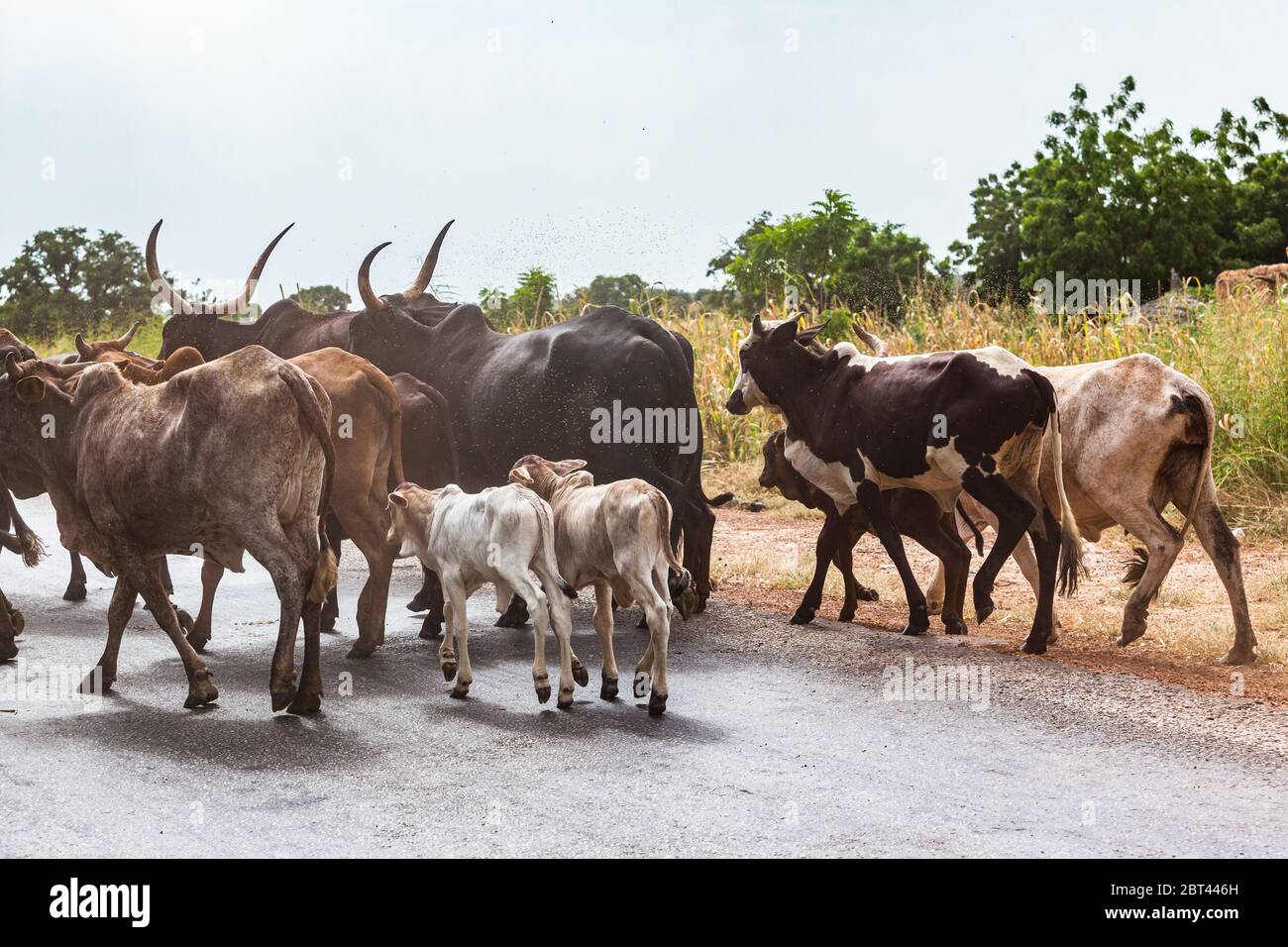 Mandria di bovini su strada immagini e fotografie stock ad alta ...