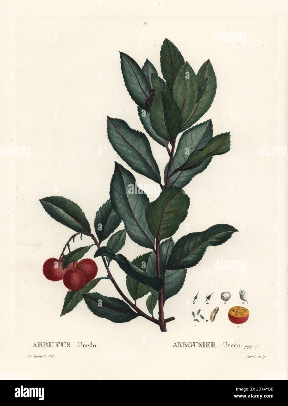 Arbutus unedo colorito a mano immagini e fotografie stock ad alta ...