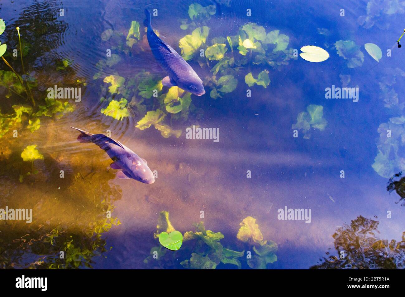Carpa comune o carpa europea cyprinus carpio nel lago di oxbow immagini ...