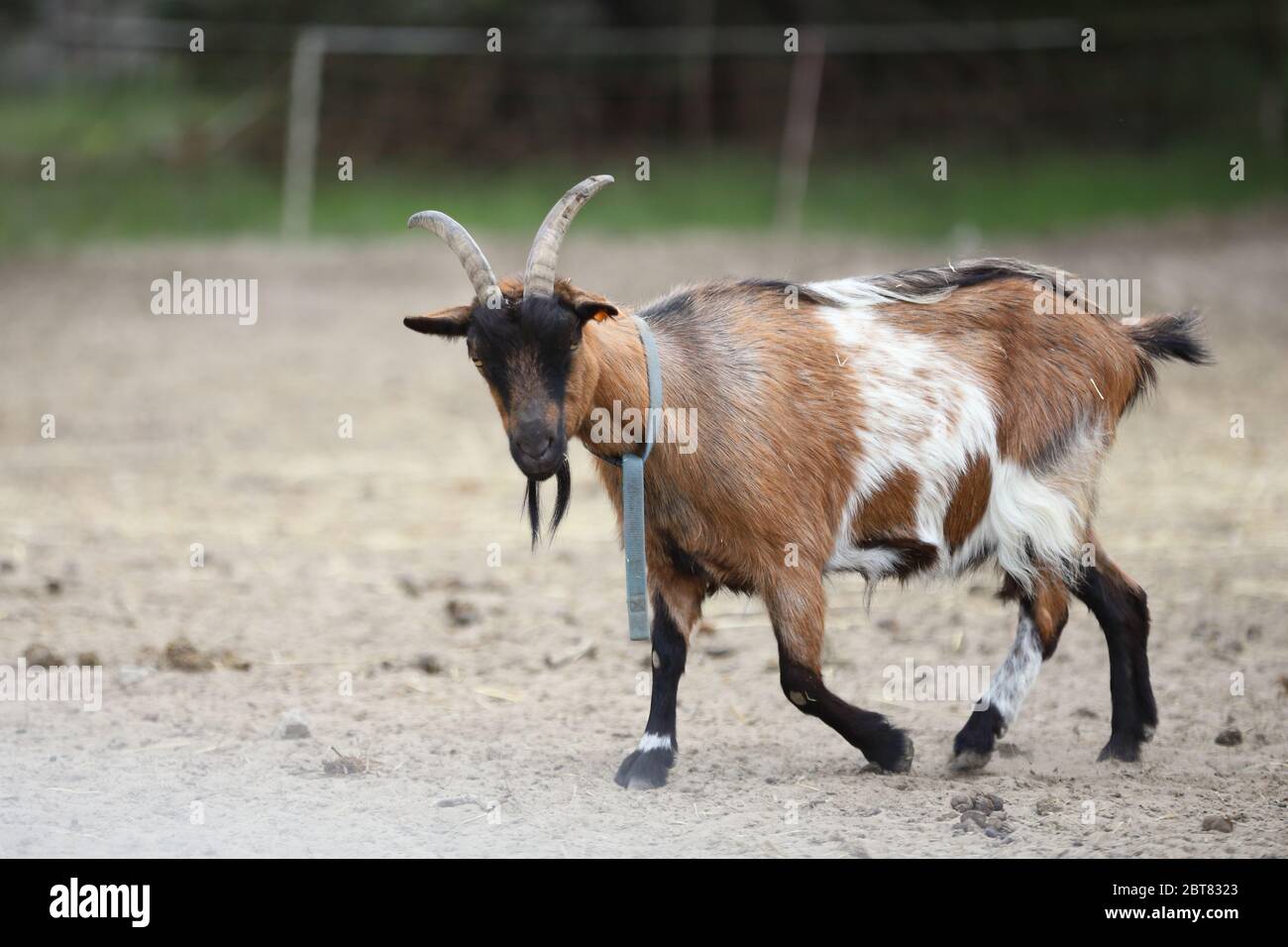Capra allevamento immagini e fotografie stock ad alta risoluzione - Alamy