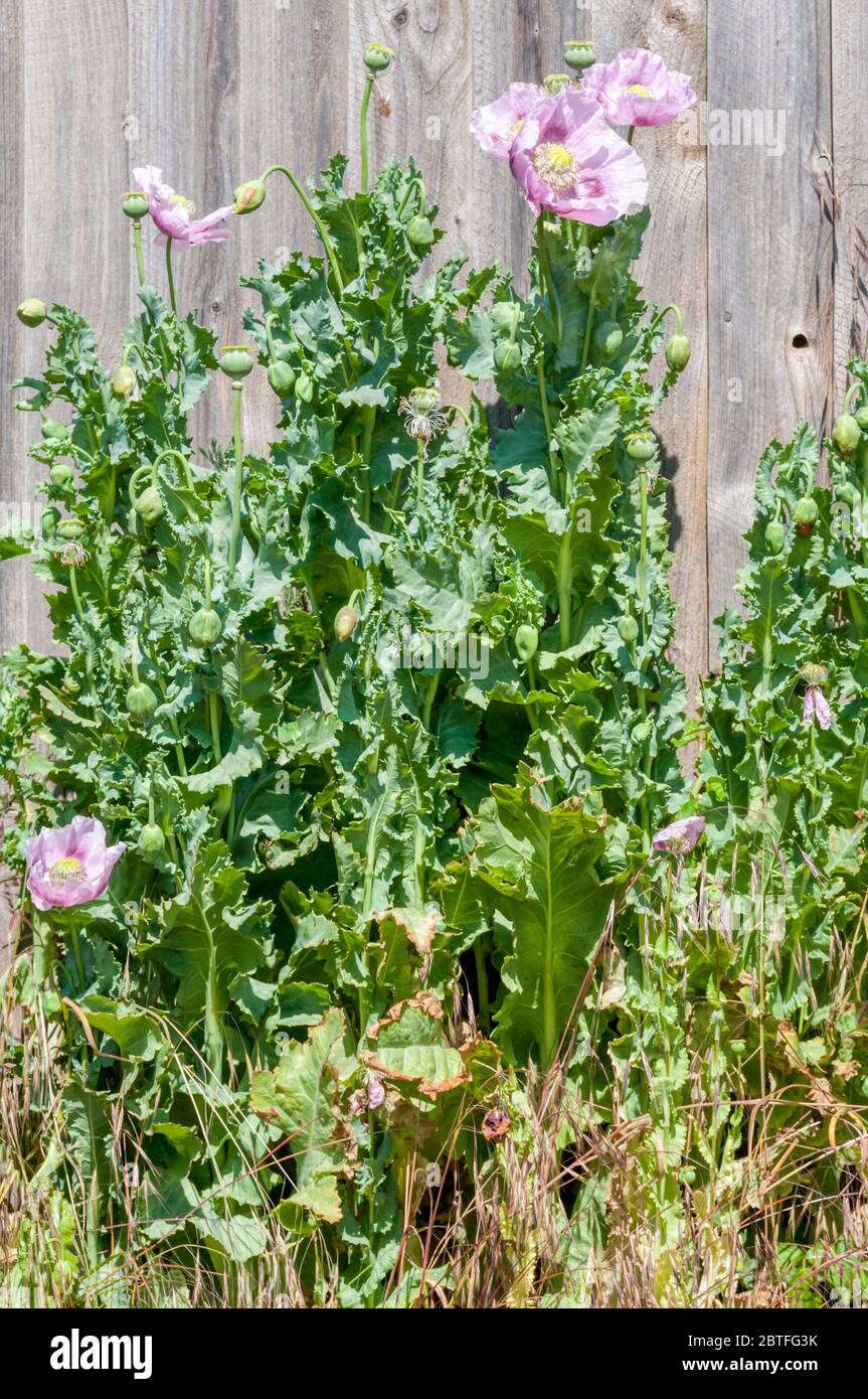 Poppy papaver somniferum breadseed immagini e fotografie stock ad alta ...