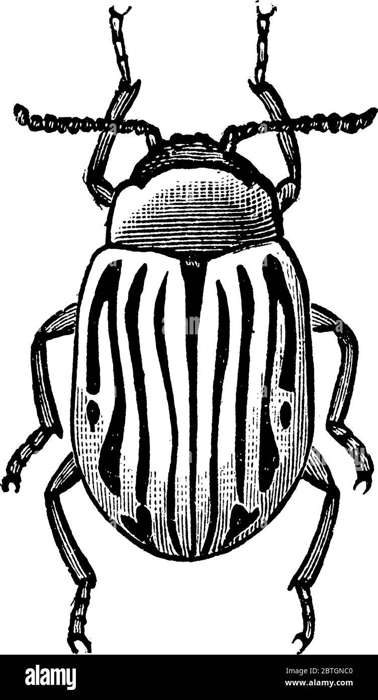 Scarabeo di metallo Immagini Vettoriali Stock - Alamy