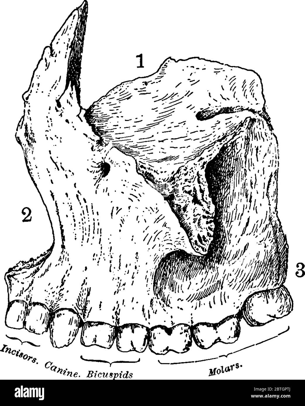 Superior maxillary bone immagini e fotografie stock ad alta risoluzione ...