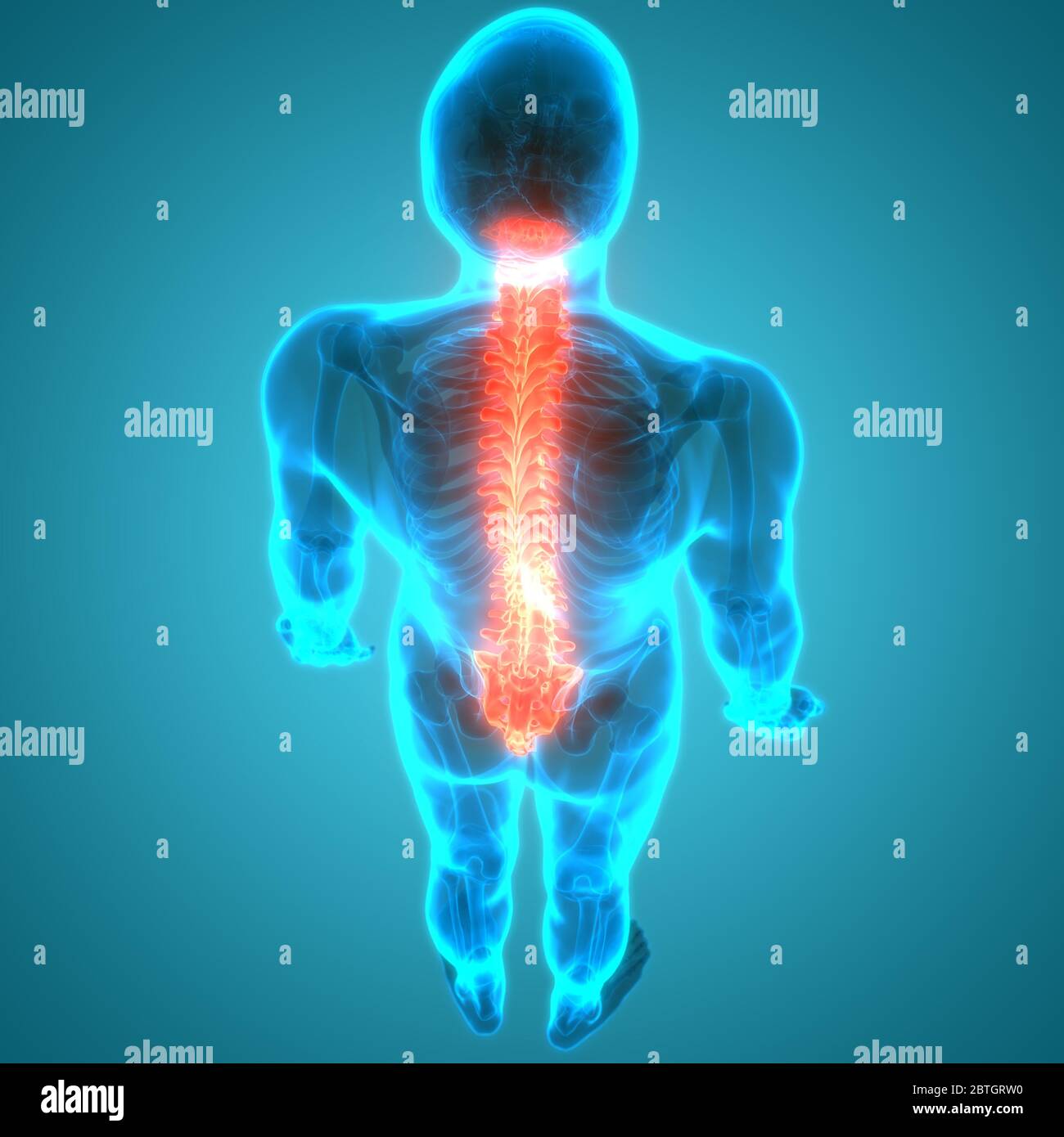 La colonna vertebrale di scheletro umano anatomia del sistema Foto ...