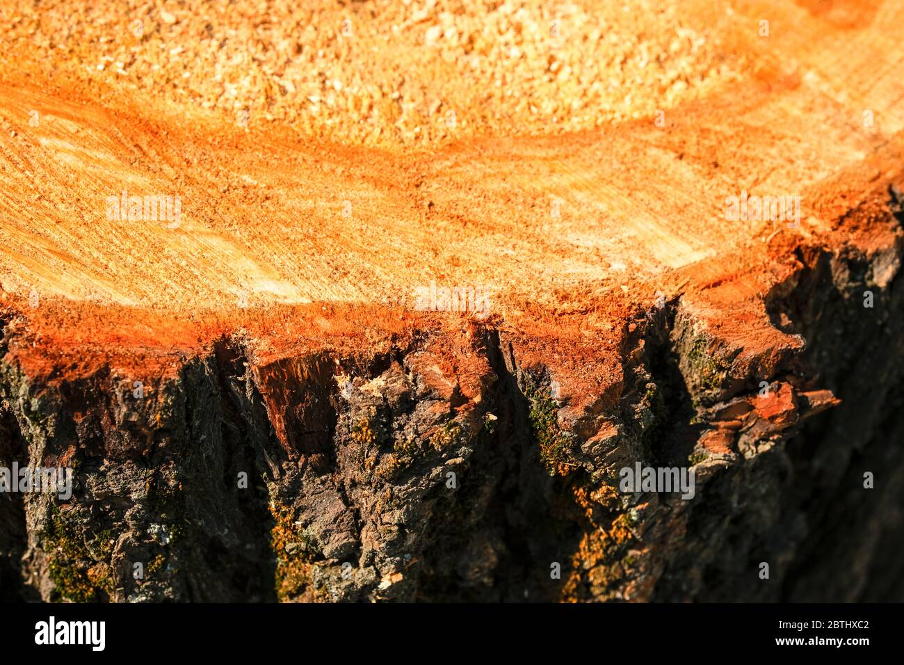 Natural wood texture immagini e fotografie stock ad alta risoluzione ...