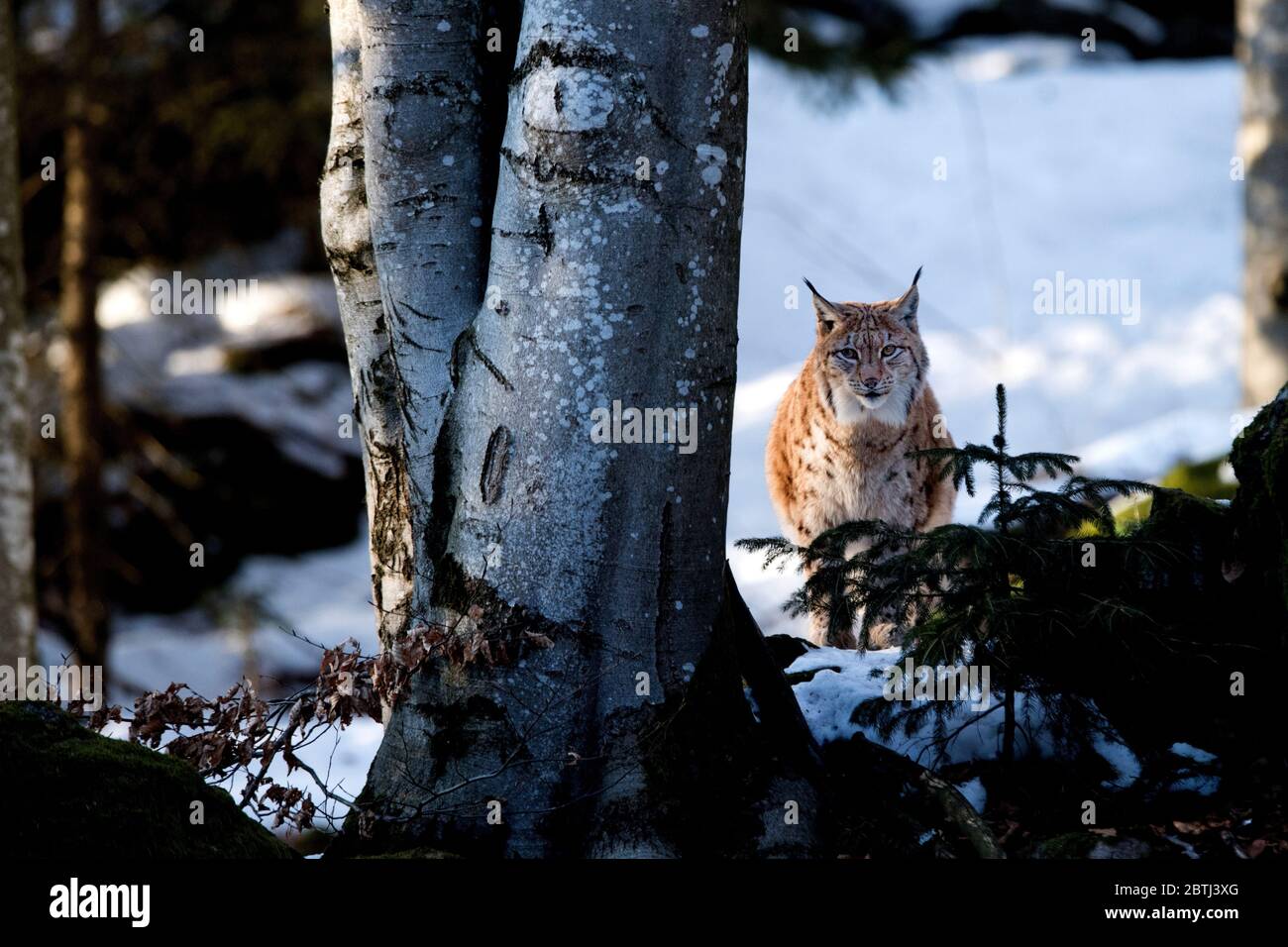 Eurasischer luchs luchs luchs immagini e fotografie stock ad alta ...