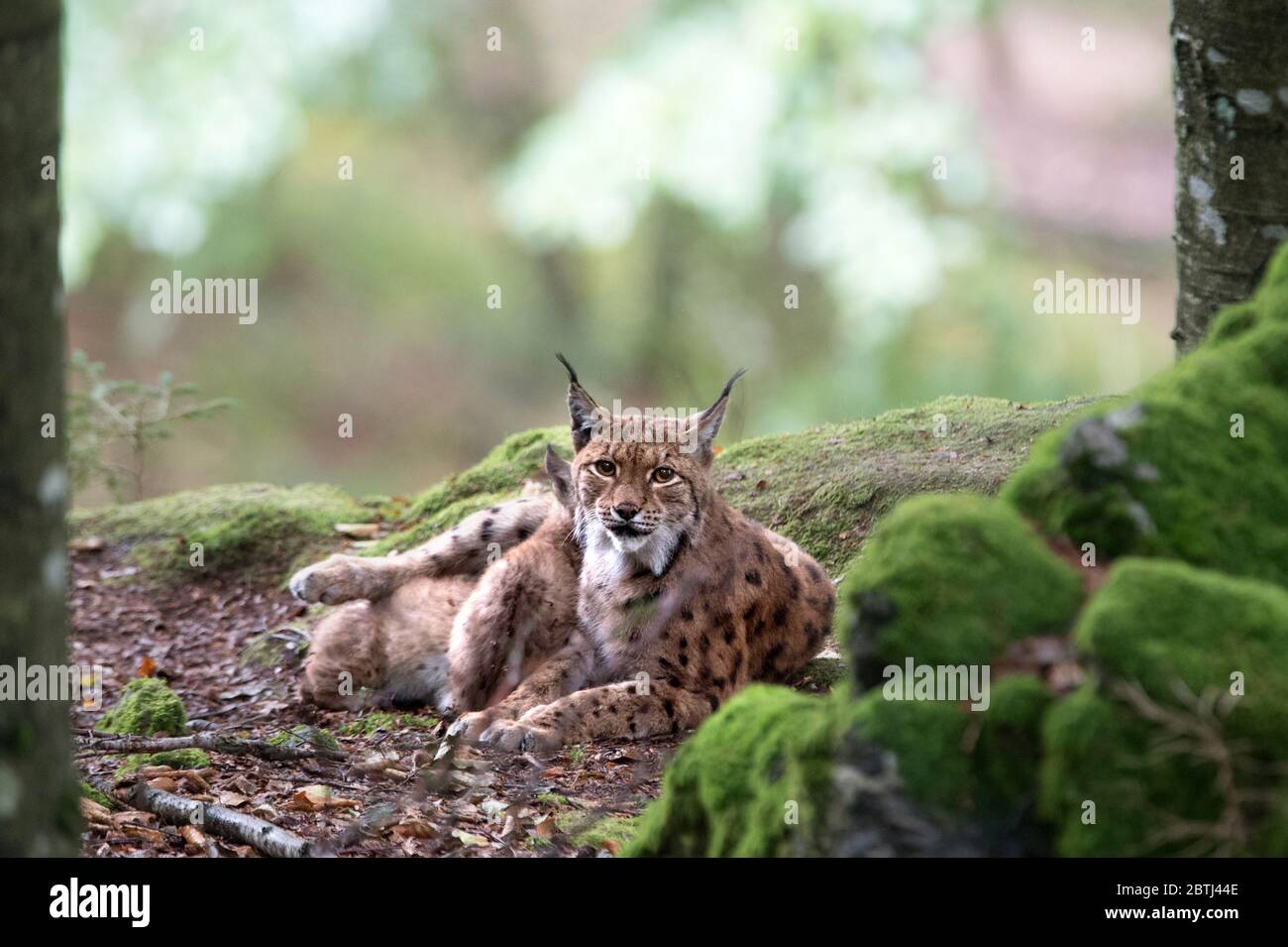 Luchs im sommer immagini e fotografie stock ad alta risoluzione - Alamy