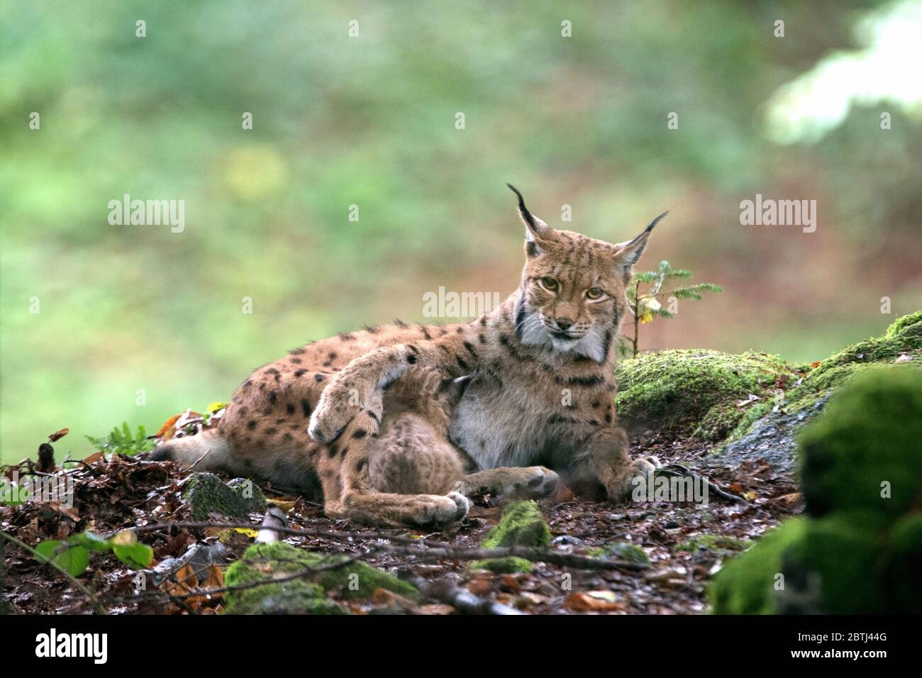 Luchs im sommer immagini e fotografie stock ad alta risoluzione - Alamy
