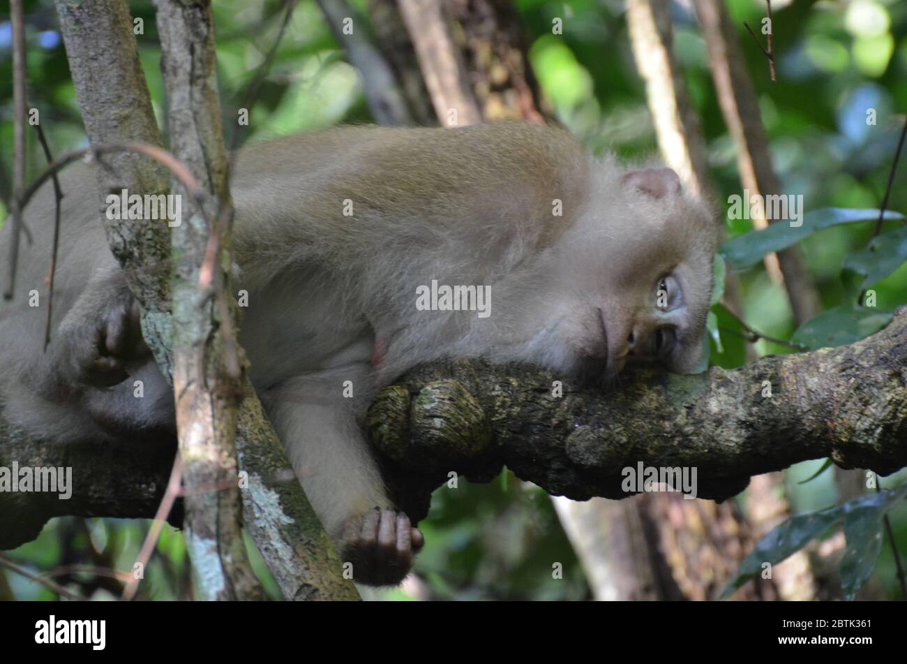 Ramo pigro immagini e fotografie stock ad alta risoluzione - Alamy