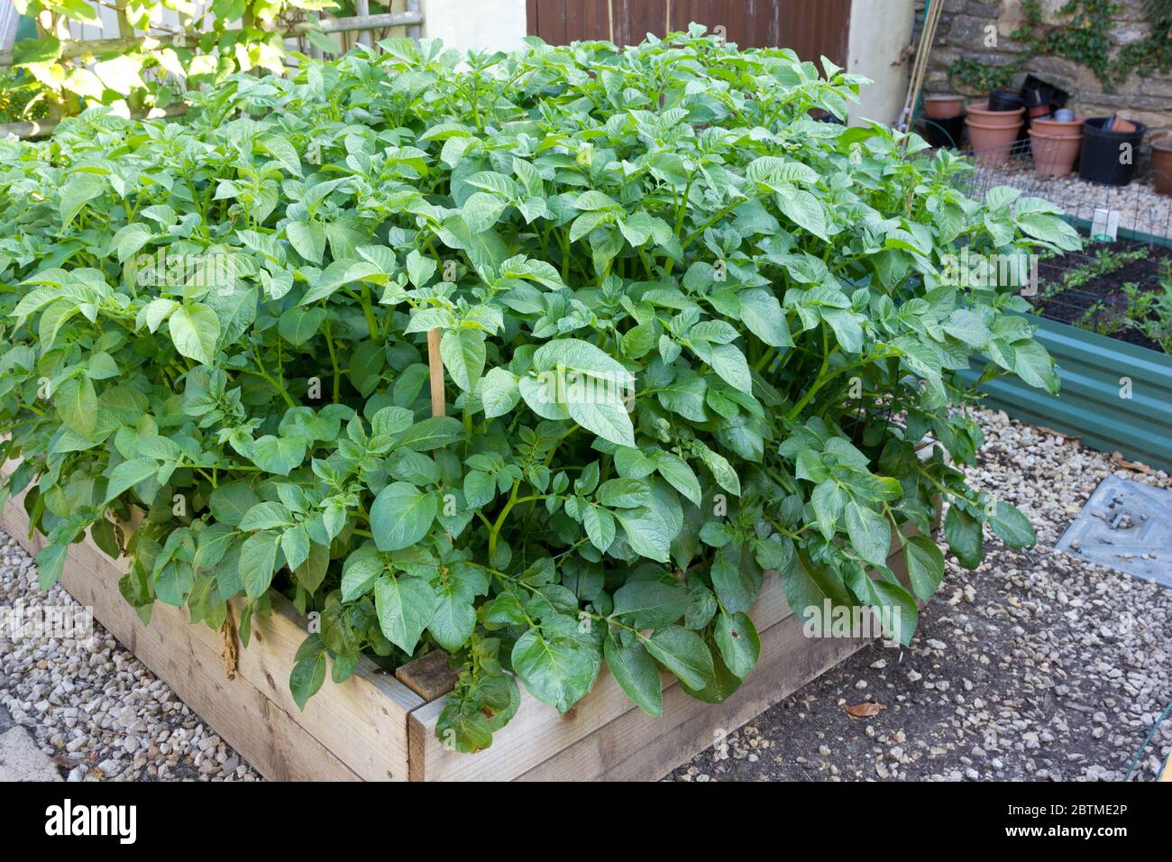 Piante in un letto rialzato immagini e fotografie stock ad alta ...