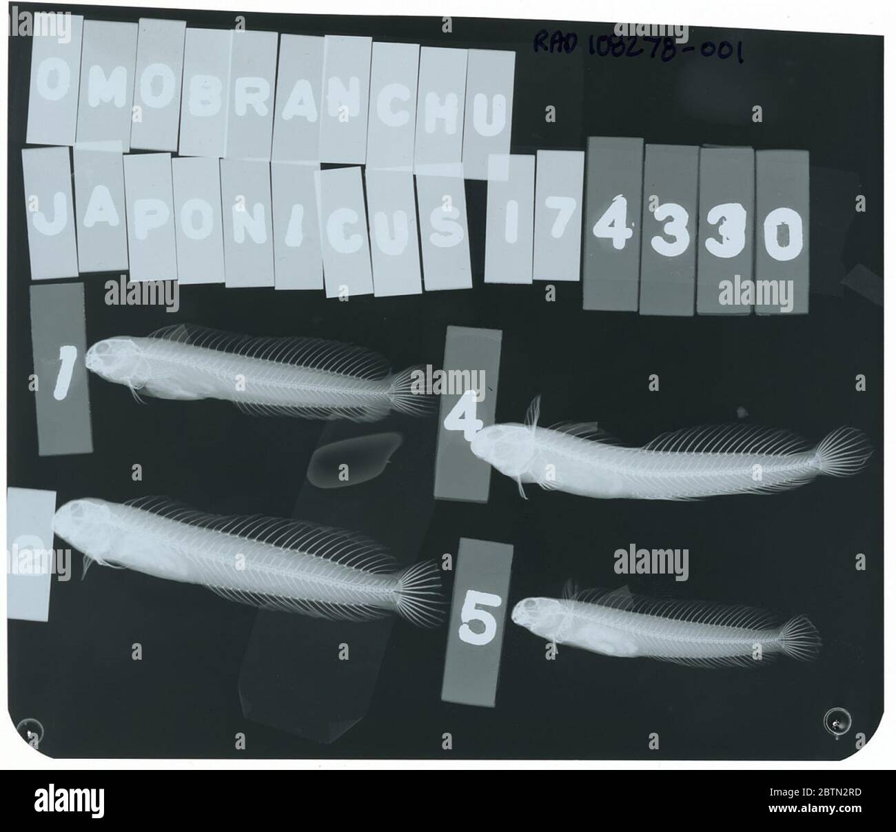 Morfologia comparativa Immagini senza sfondo e Foto Stock ritagliate ...