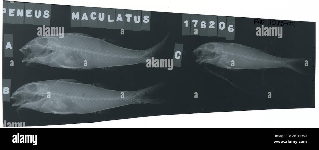 Pseudupeneus maculatus immagini e fotografie stock ad alta risoluzione ...