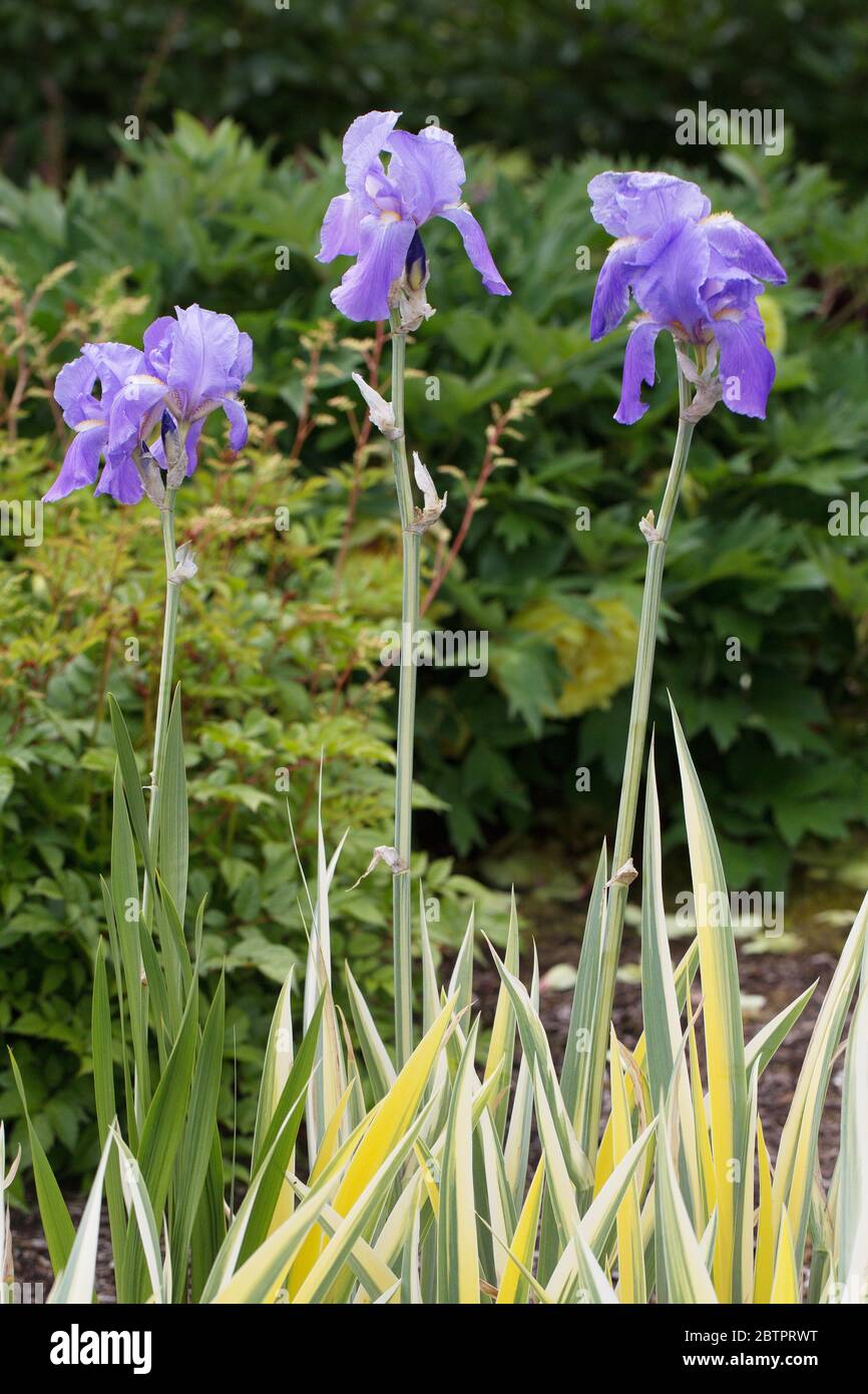 Variegated iris iris variegata immagini e fotografie stock ad alta ...
