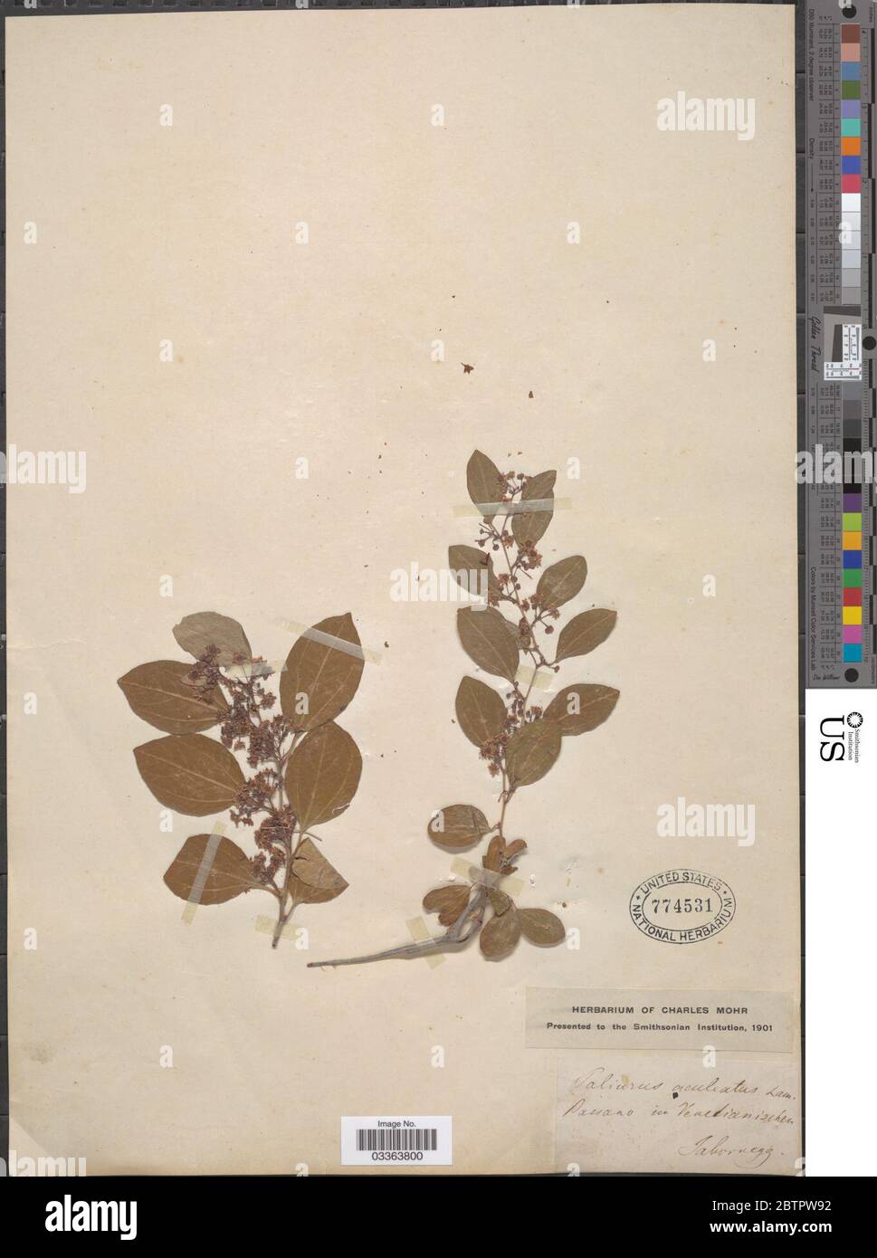 Paliurus aculeatus immagini e fotografie stock ad alta risoluzione - Alamy