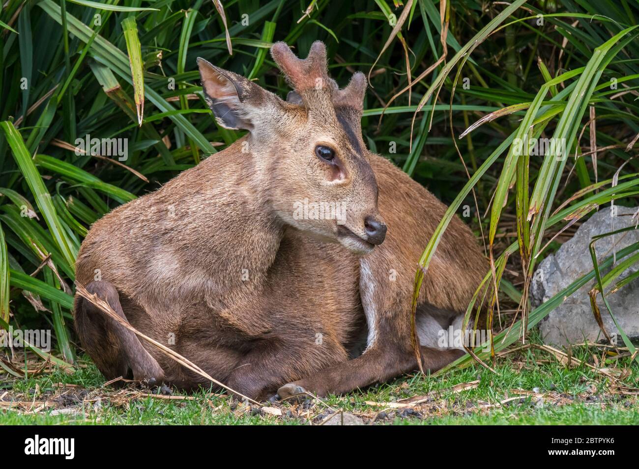 Cervo asiatico immagini e fotografie stock ad alta risoluzione - Alamy
