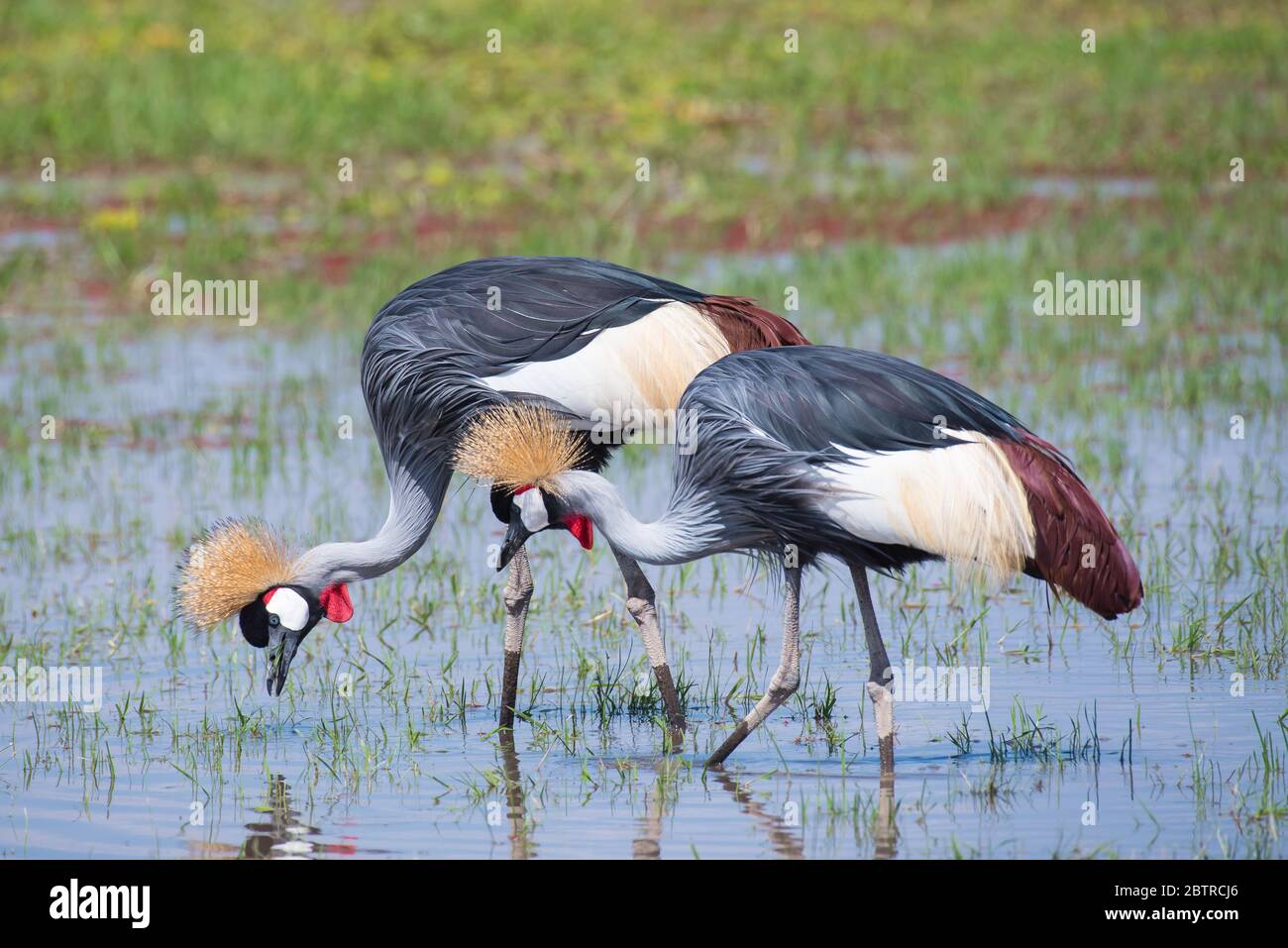 Gru coronata orientale immagini e fotografie stock ad alta risoluzione ...