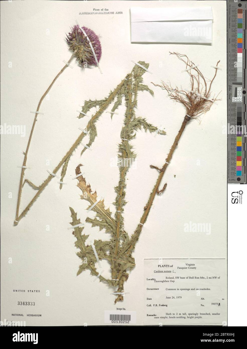 Carduus nutans l immagini e fotografie stock ad alta risoluzione - Alamy