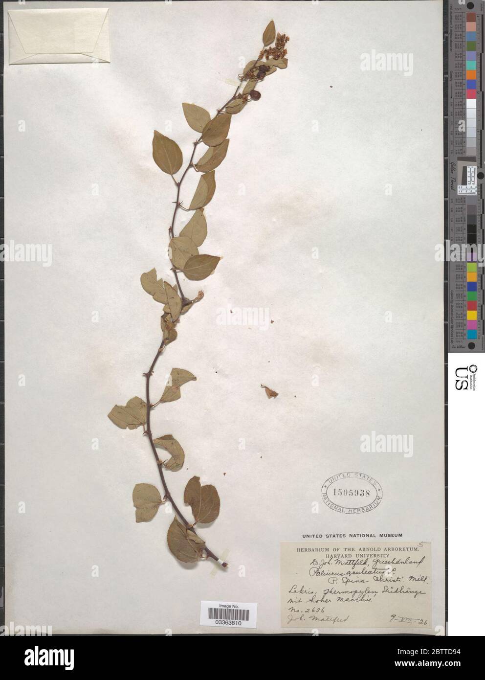 Paliurus aculeatus immagini e fotografie stock ad alta risoluzione - Alamy